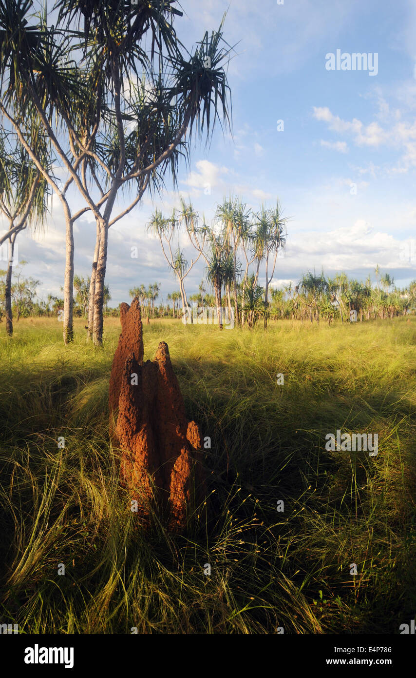 Australia savannah wet season hi-res stock photography and images - Alamy