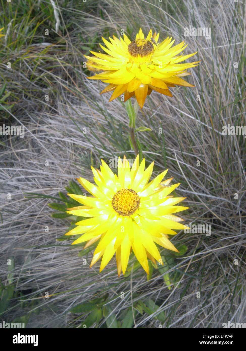 Yellow everlasting daisies in alpine hi-res stock photography and ...