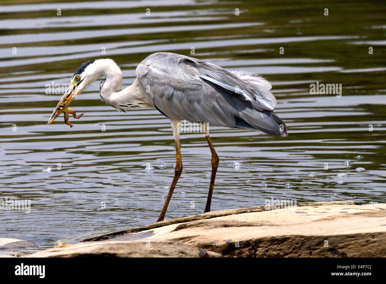 Graureiher mit Frosch Stock Photo - Alamy