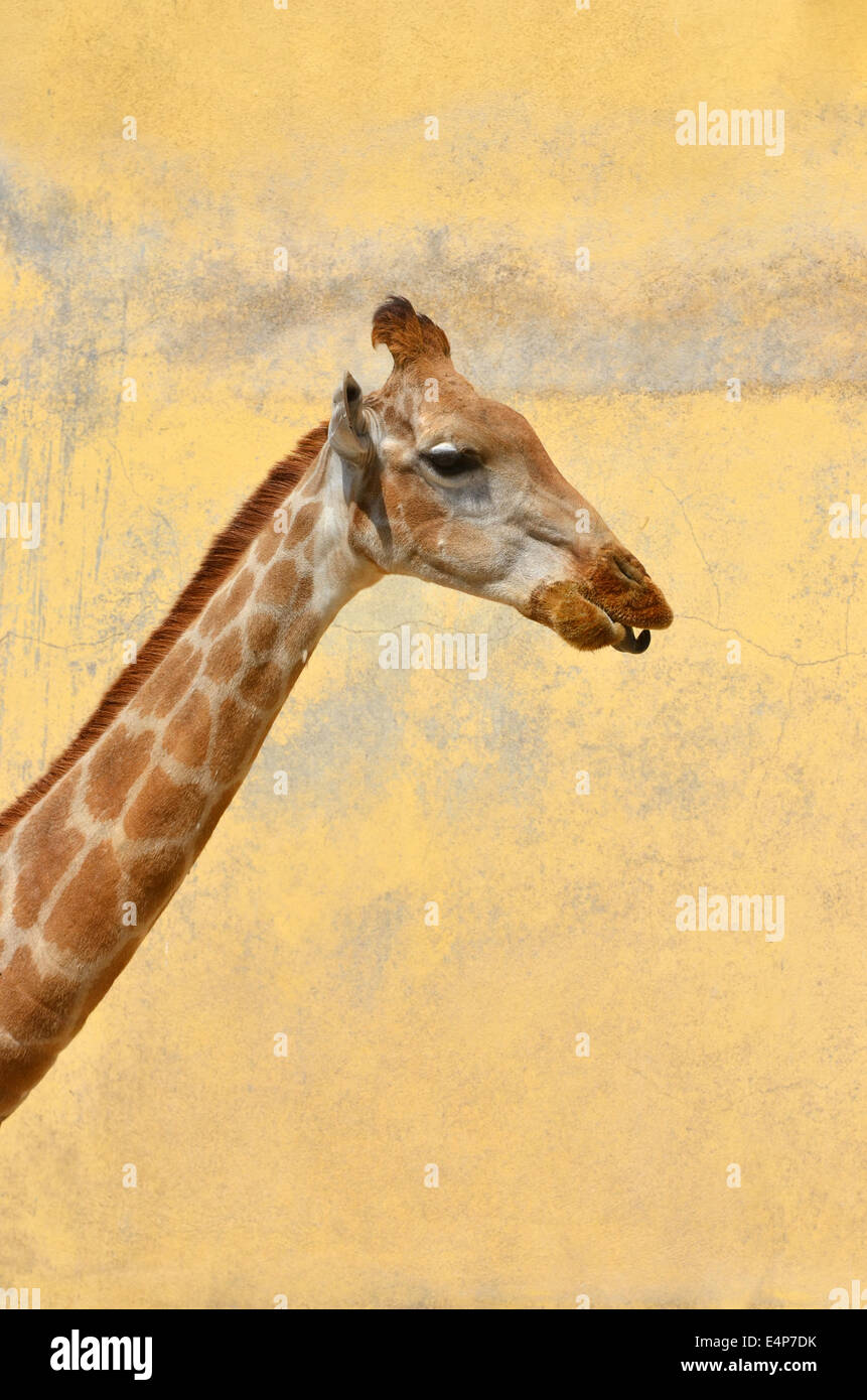 Giraffe against a wall Stock Photo - Alamy
