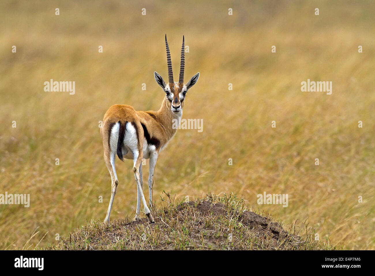 Gazellen gazelle hi-res stock photography and images - Alamy