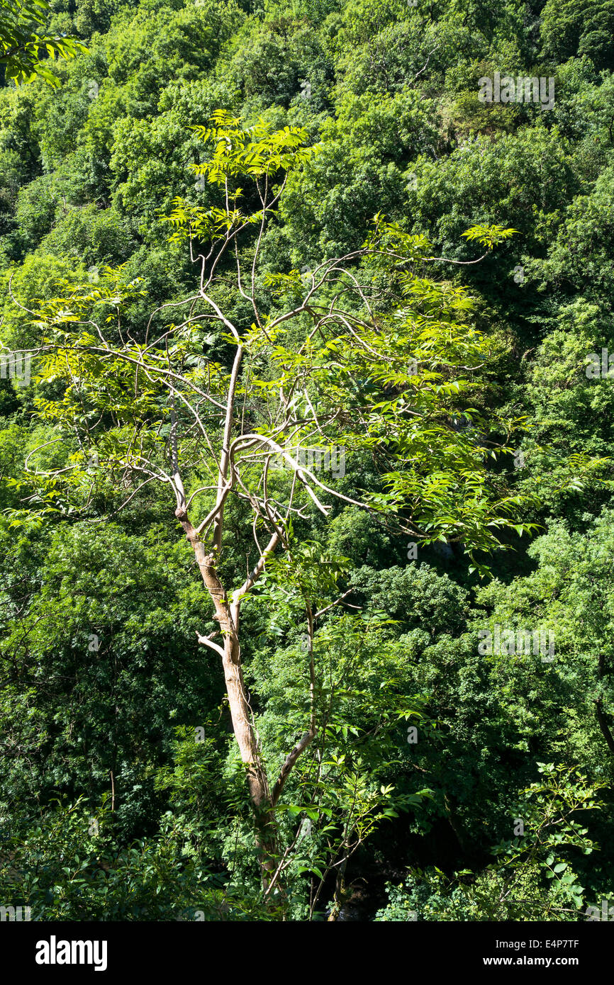 Wood that peak hi-res stock photography and images - Alamy