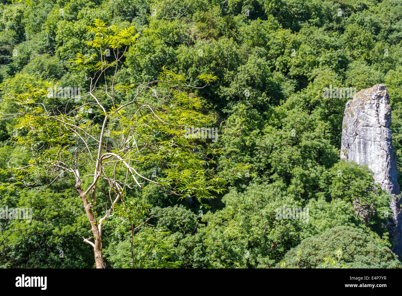 Dovedale wood, Peak District, UK Stock Photo - Alamy