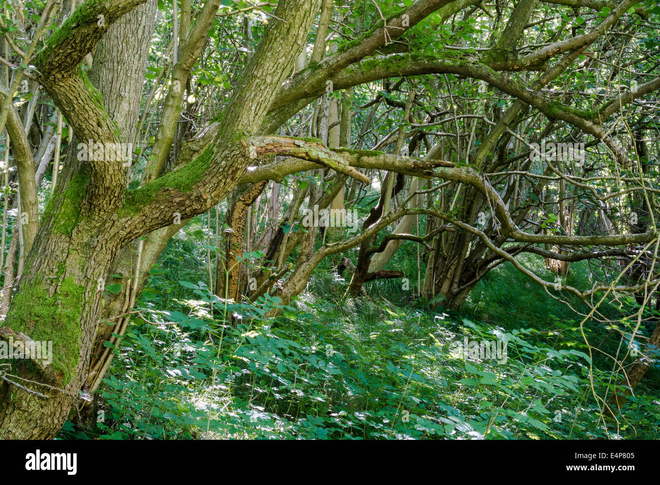 Peak district wood hi-res stock photography and images - Alamy
