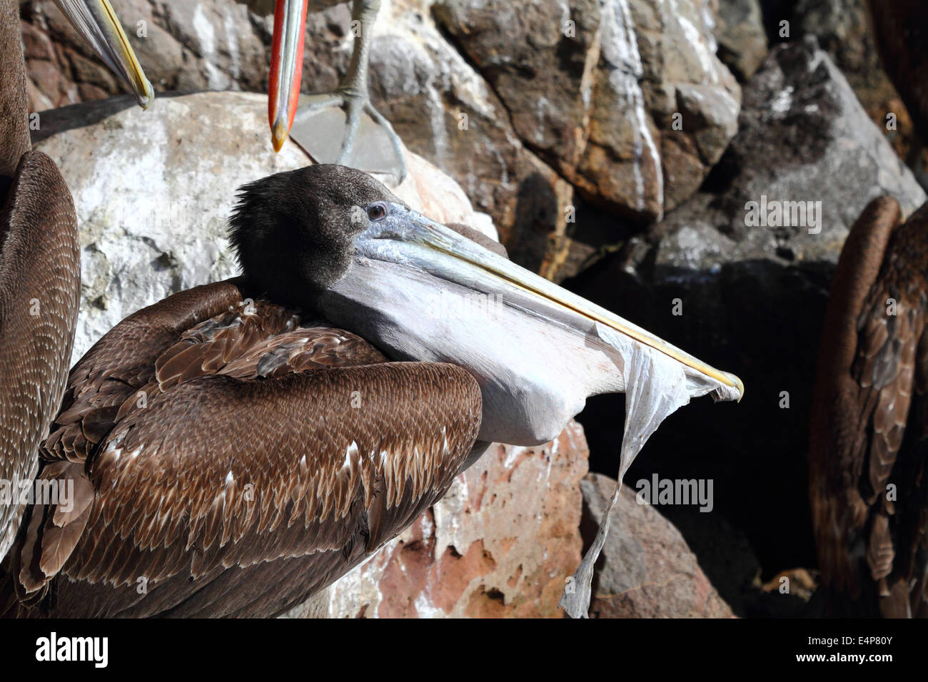 Young Peruvian pelican (Pelecanus thagus) with a beak pouch full of ...