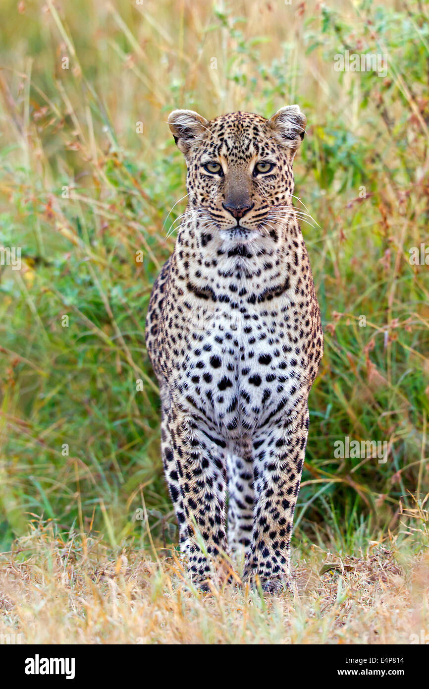 Light leopard hi-res stock photography and images - Alamy
