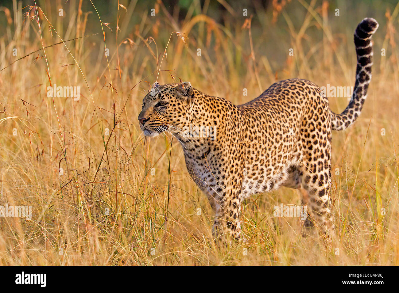 Leopard or black panther panthera pardus hi-res stock photography and ...