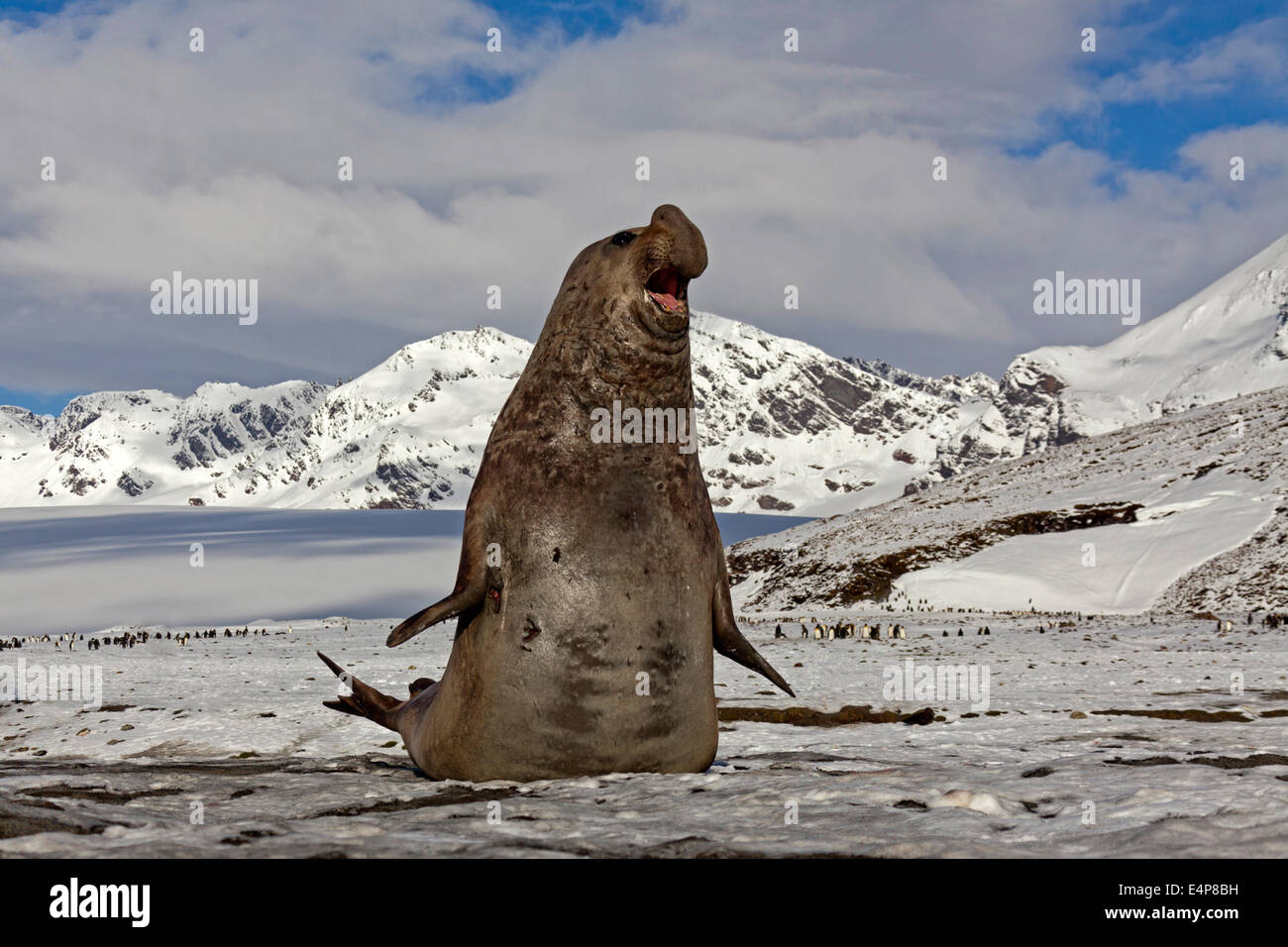 Sea elephant hi-res stock photography and images - Alamy
