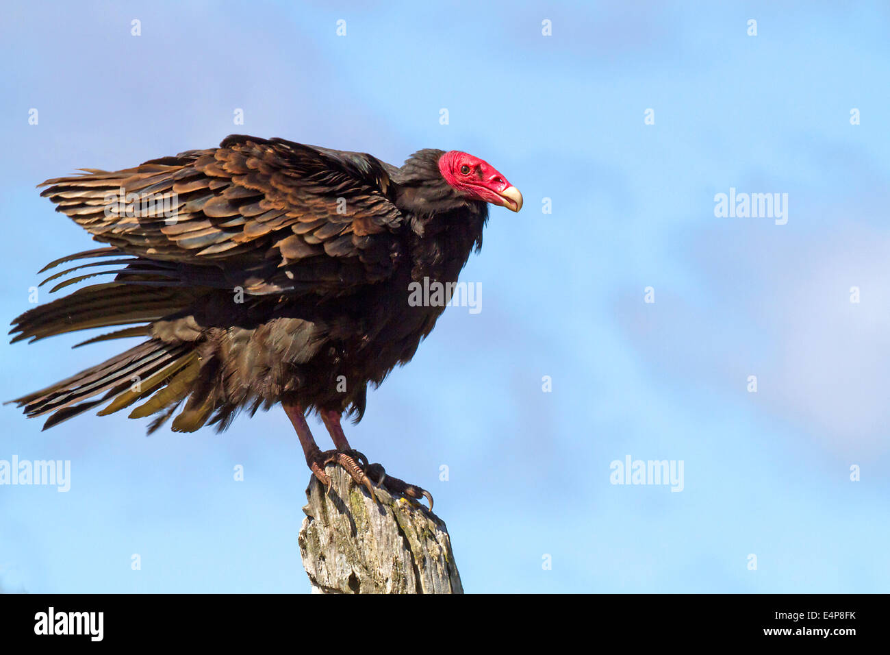 Turkey falkland islands hi-res stock photography and images - Alamy