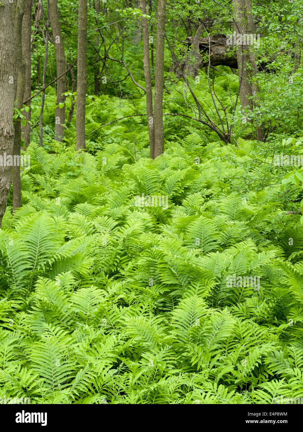 Fern Covered Forest Floor. An exuberant growth of ferns covers the ...