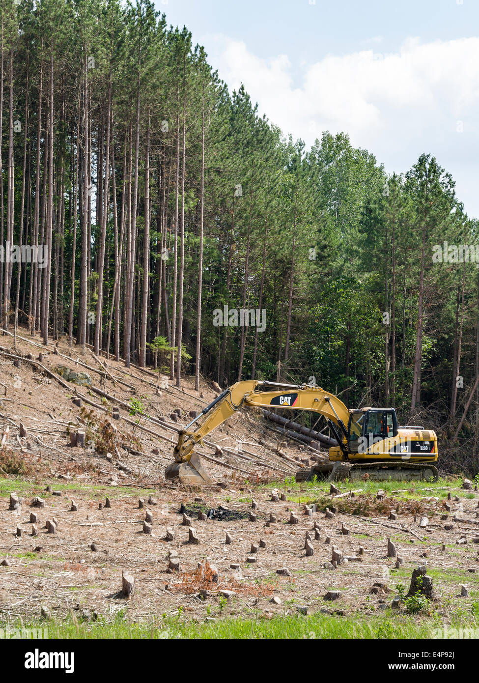 Tree planting québec hi-res stock photography and images - Alamy