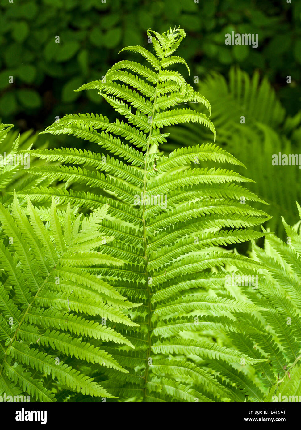 Fern Frond in the woods. A large fern frond caught by a beam of ...