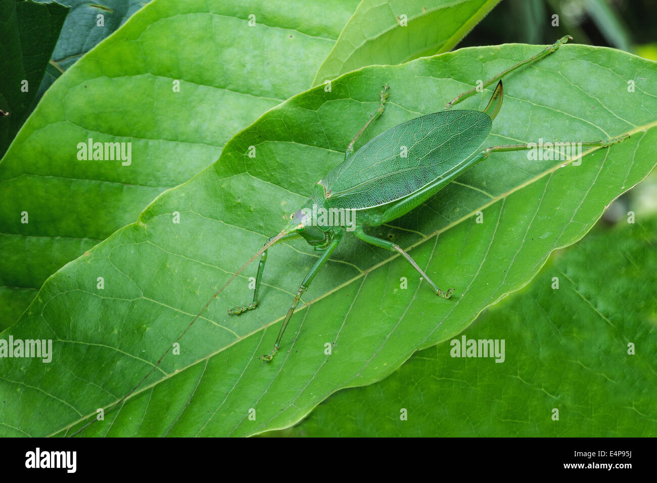 Green grasshopper hi-res stock photography and images - Alamy