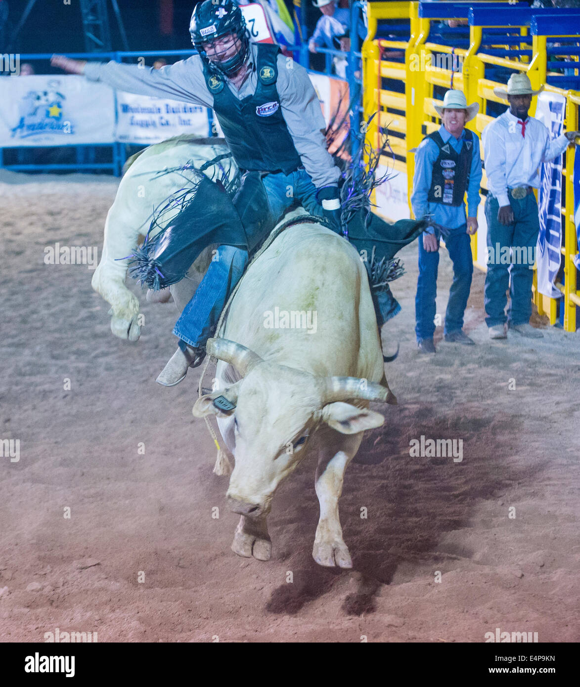 Cowboy Participating in a Bull riding Competition at the Helldorado ...