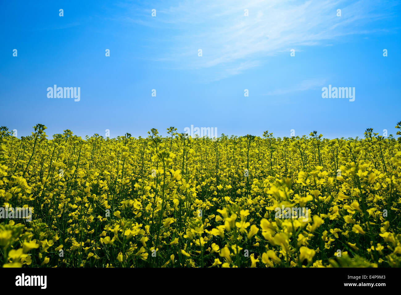 Beautiful canola flower field hi-res stock photography and images - Alamy