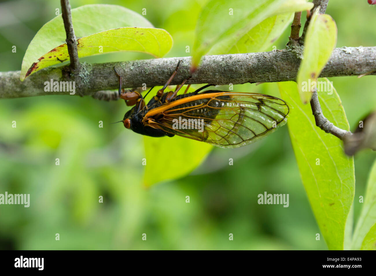 A Periodical Cicada in Central Iowa Stock Photo - Alamy