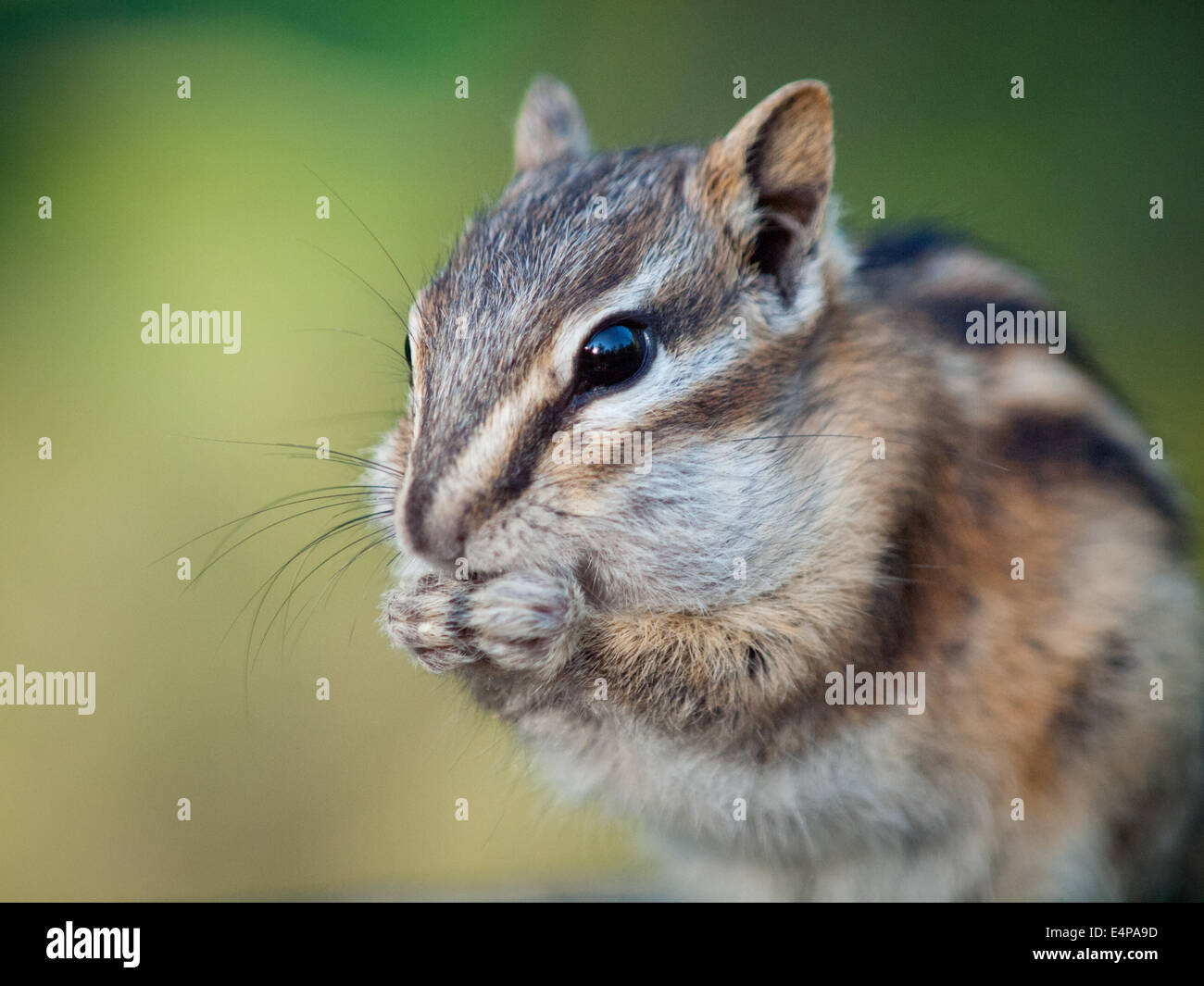 Least chipmunk edmonton alberta canada hi-res stock photography and ...