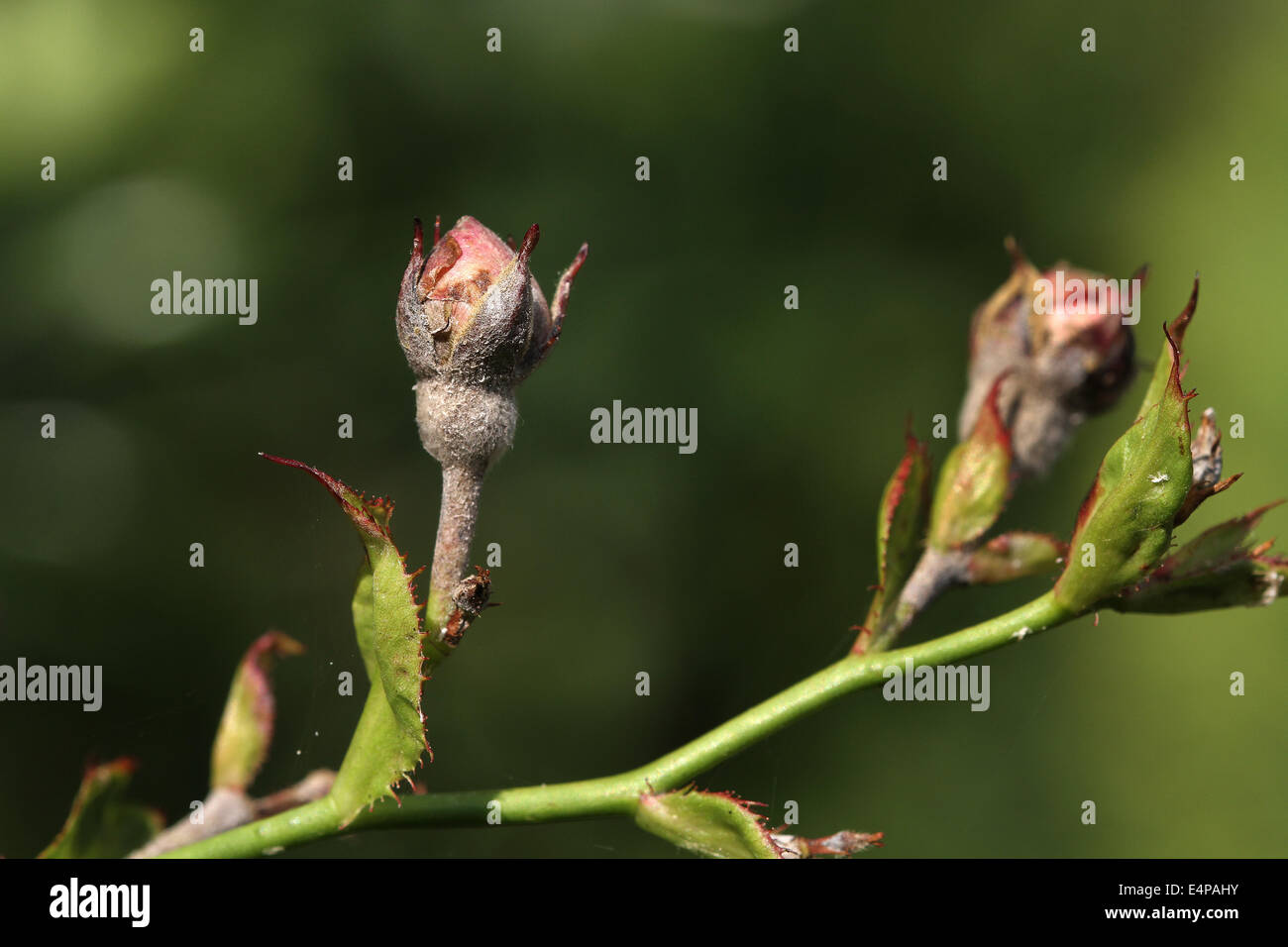 Mildew on rose buds Stock Photo - Alamy