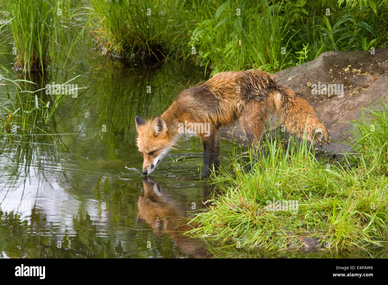 Red Fox Drinking from a lake with clear reflection Stock Photo - Alamy