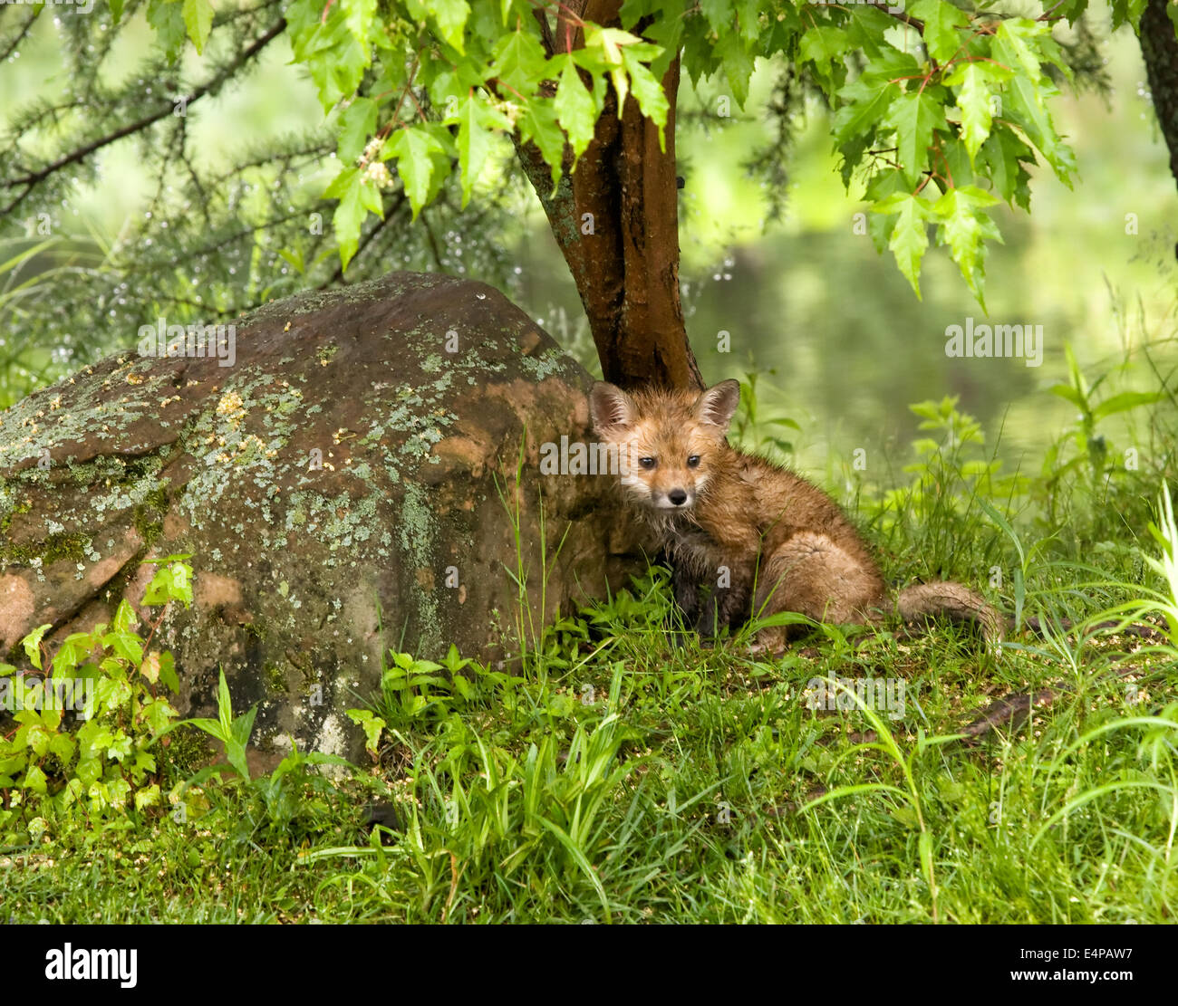 Fox kit hi-res stock photography and images - Alamy