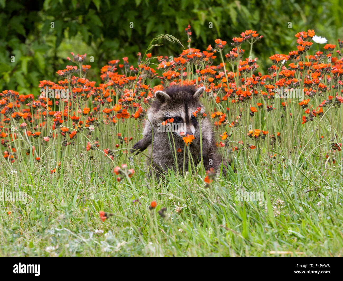 Young Raccoon Smelling Orange Wildflowers Stock Photo - Alamy