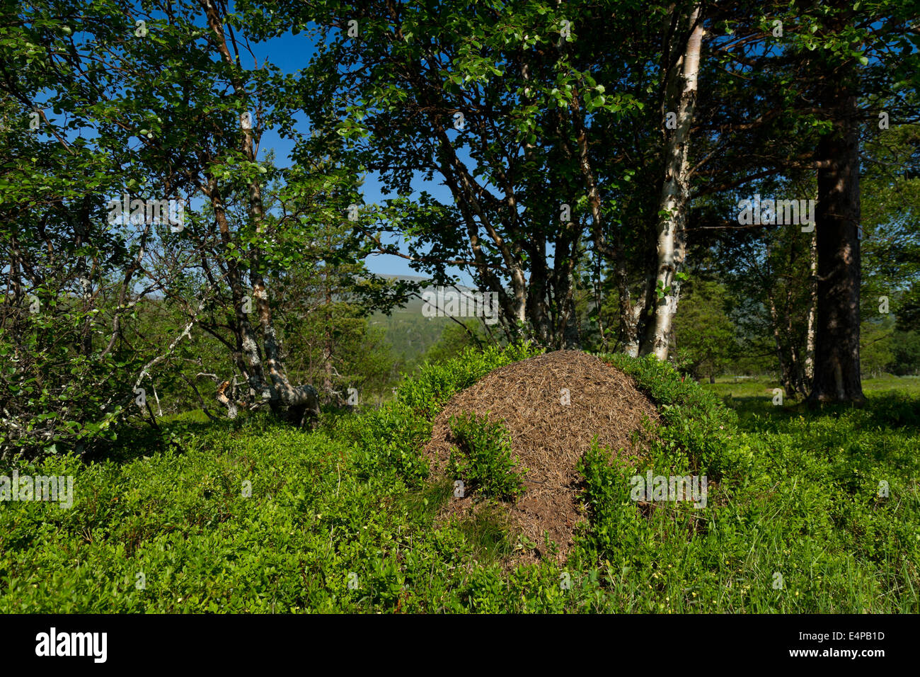 Anthill hi-res stock photography and images - Alamy