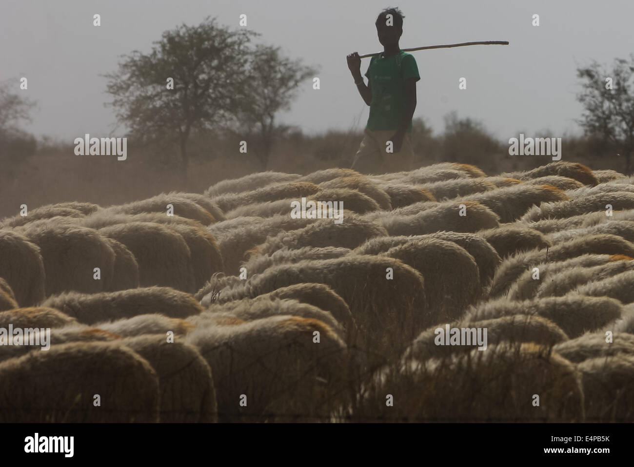 Rajasthan, Rajasthan of India. 15th July, 2014. A sheperd guides the ...