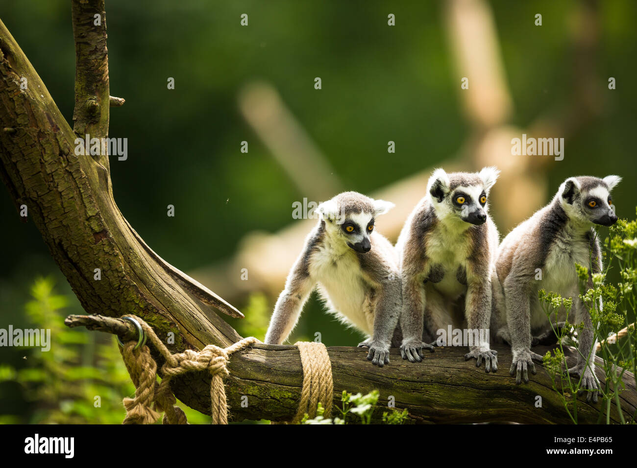 Lemur kata (Lemur catta Stock Photo - Alamy