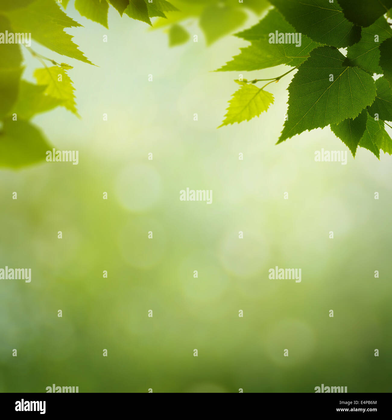 beauty colors of the spring nature, environmental backgrounds Stock ...