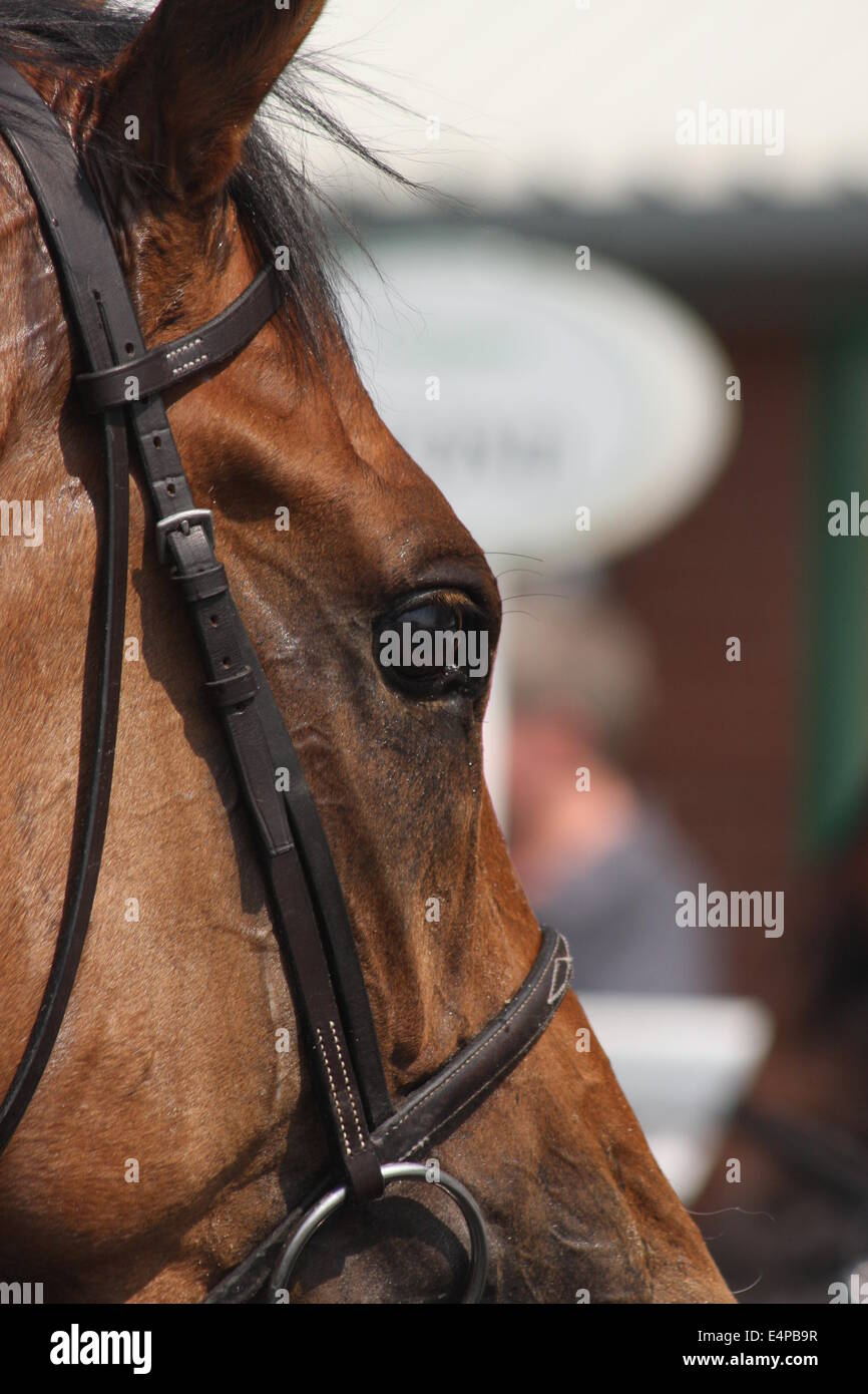 Race horse head Stock Photo - Alamy