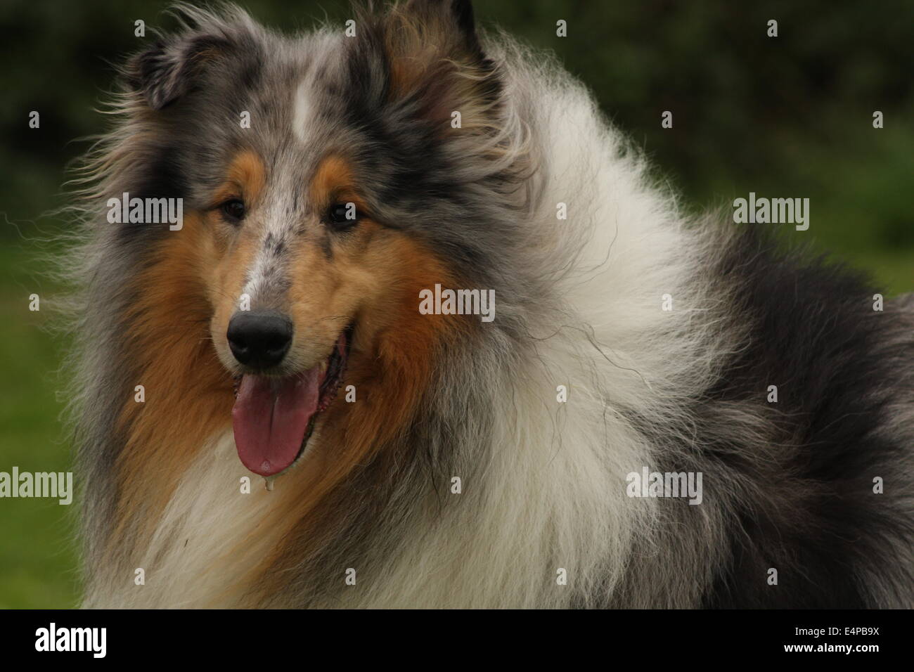 Blue mearle rough collie lassie dog hi-res stock photography and images ...
