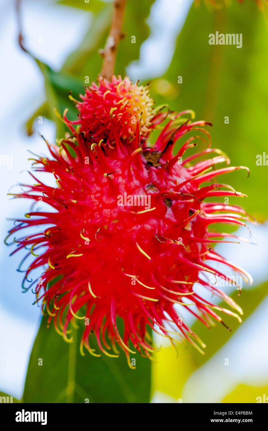 Close-up shot of a Rambutan tropical fruit in the tree Stock Photo - Alamy