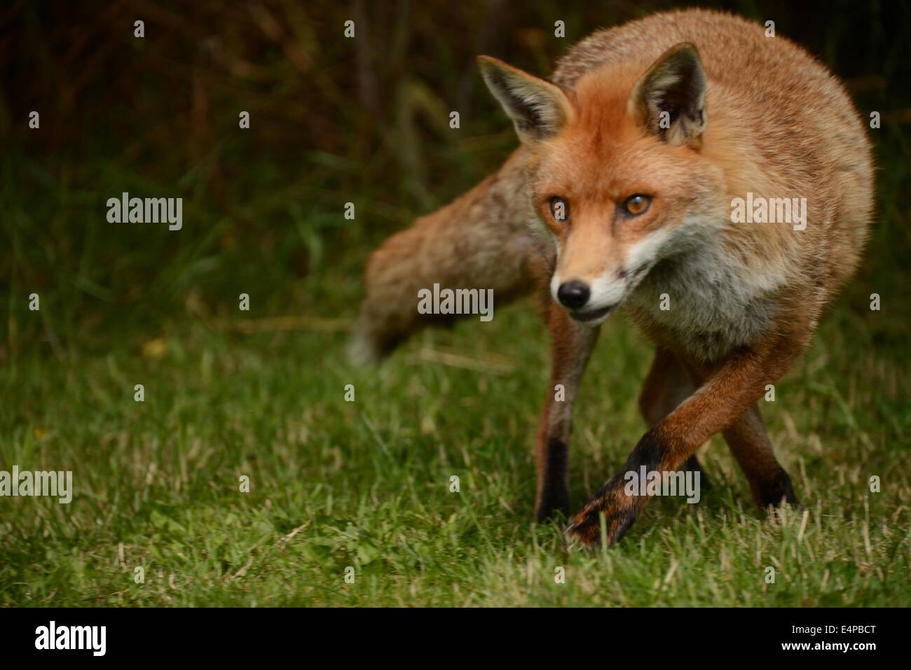 red fox in bushes Stock Photo - Alamy