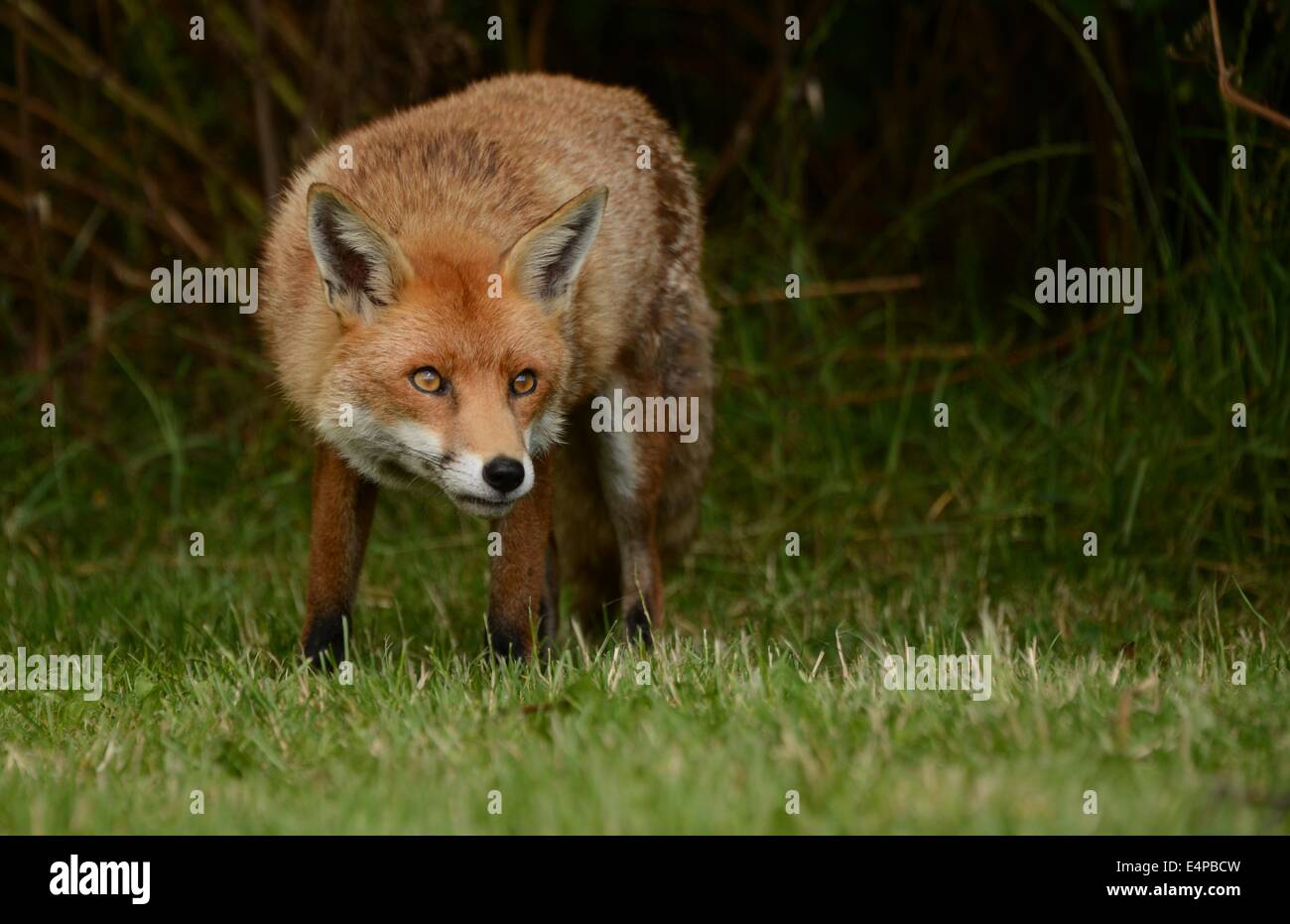 Red fox in bushes hi-res stock photography and images - Alamy