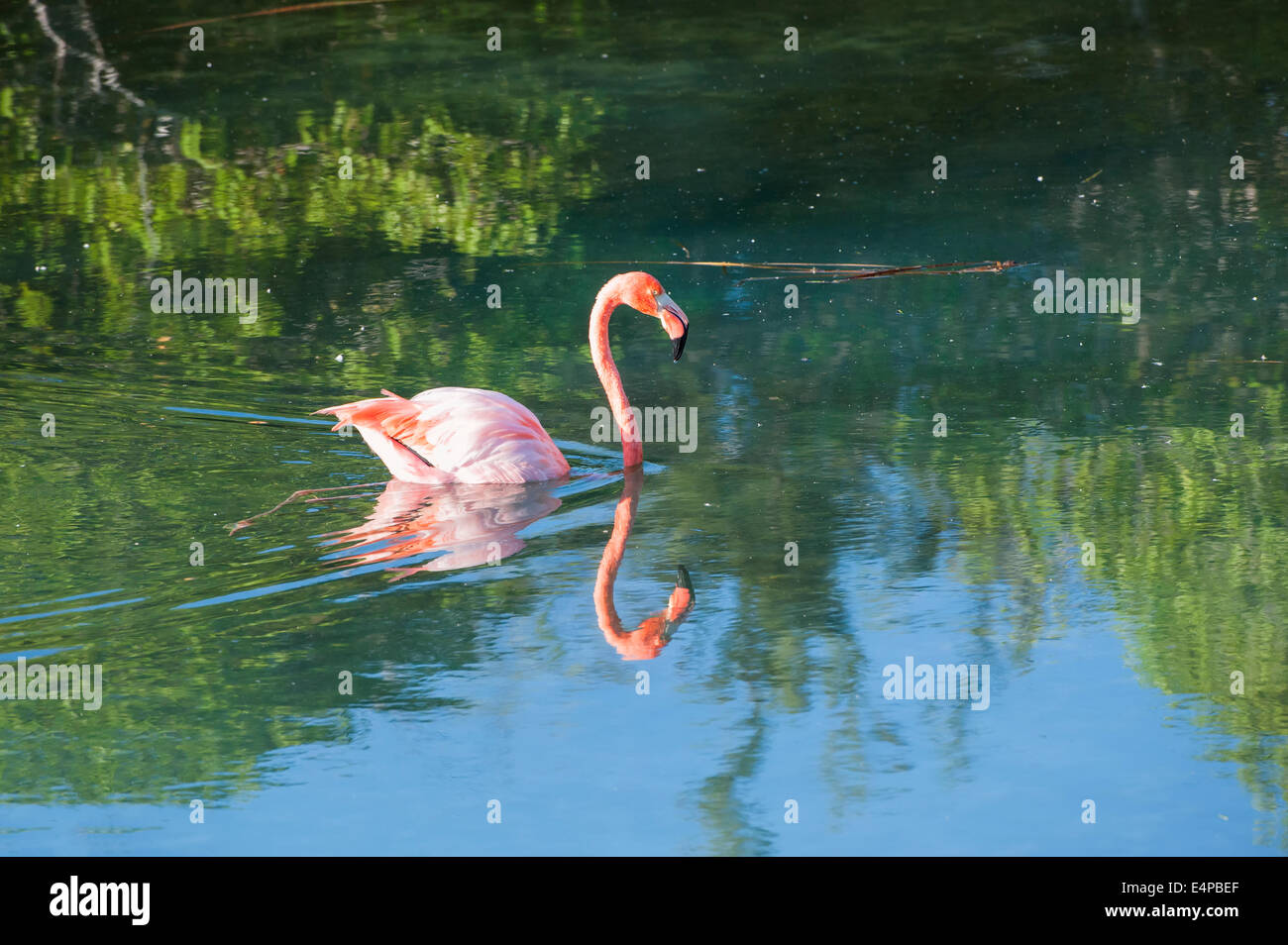 Flamingo water hi-res stock photography and images - Alamy