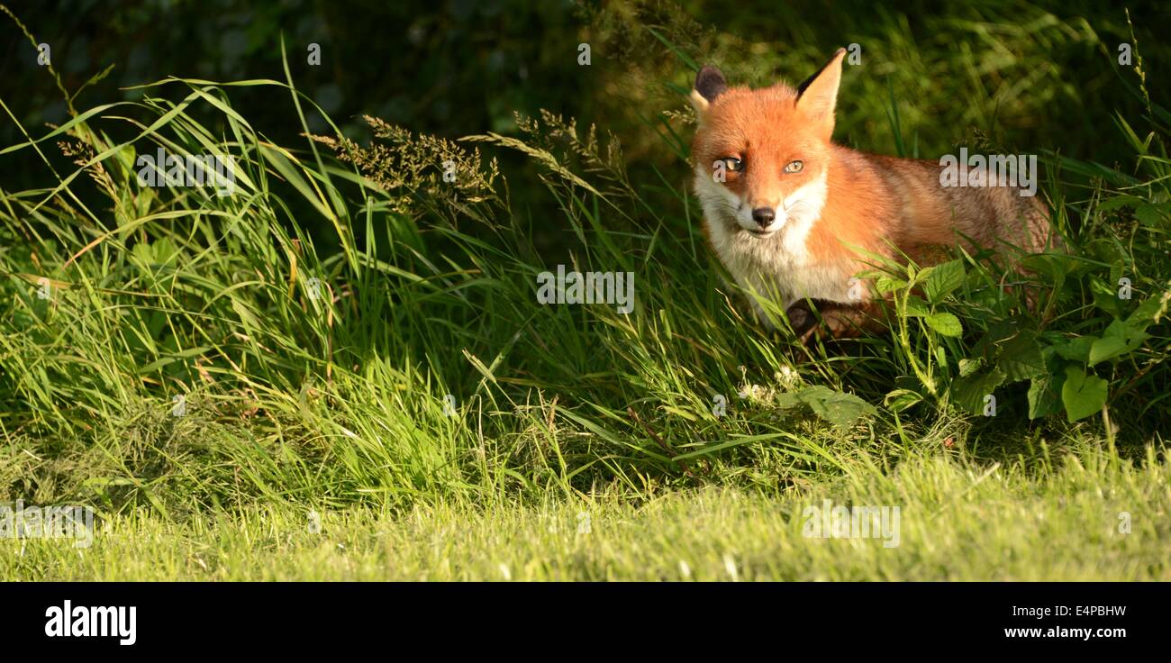 red fox in bushes Stock Photo - Alamy