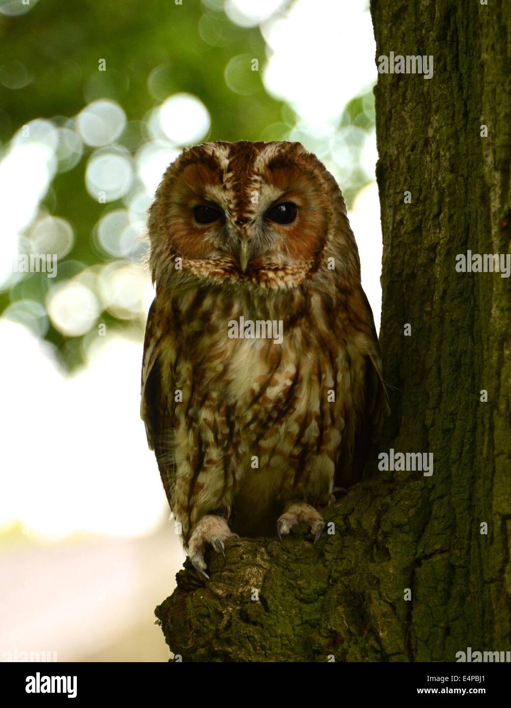 Owl in tree hi-res stock photography and images - Alamy