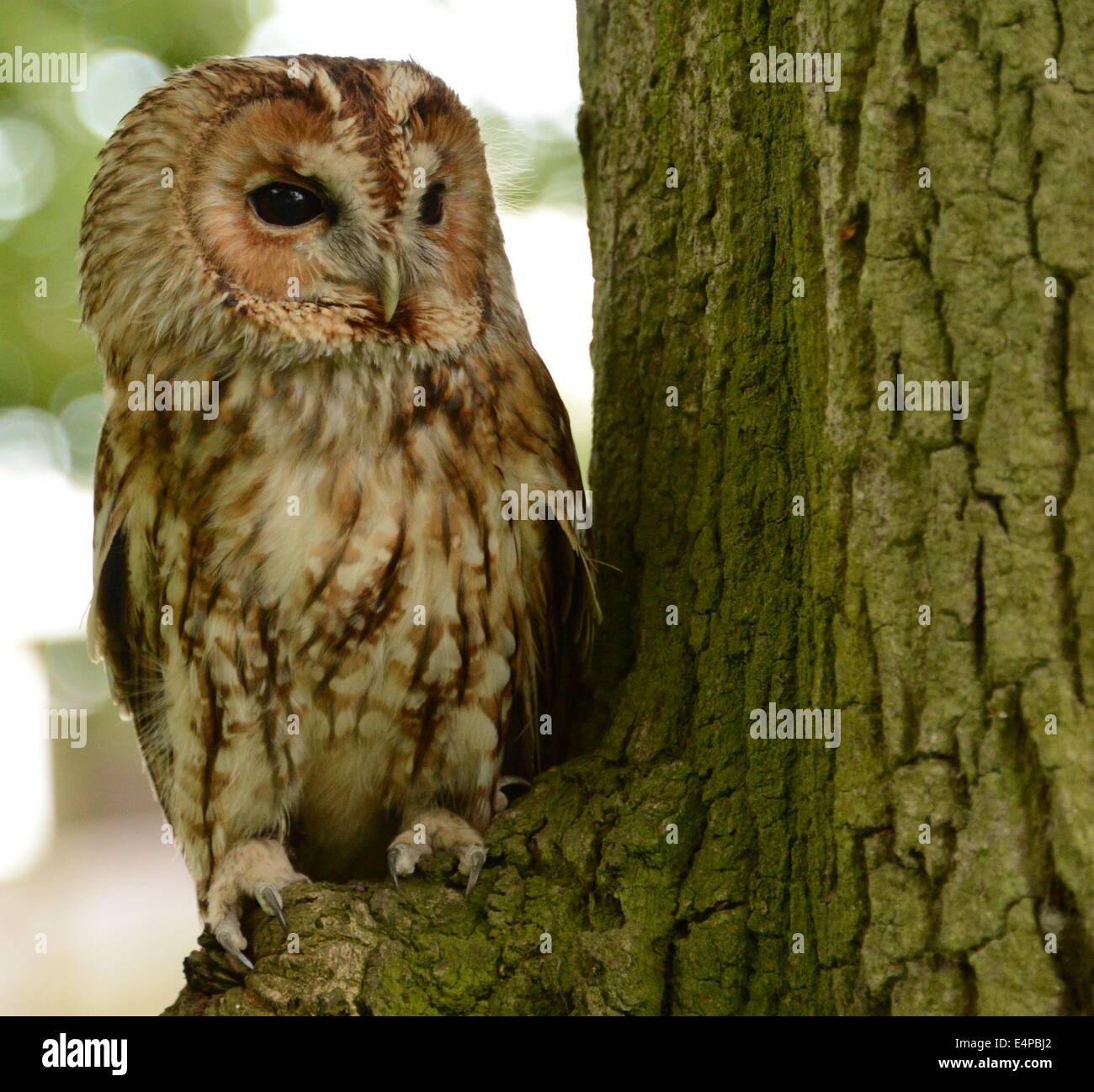 tawny owl in tree Stock Photo - Alamy