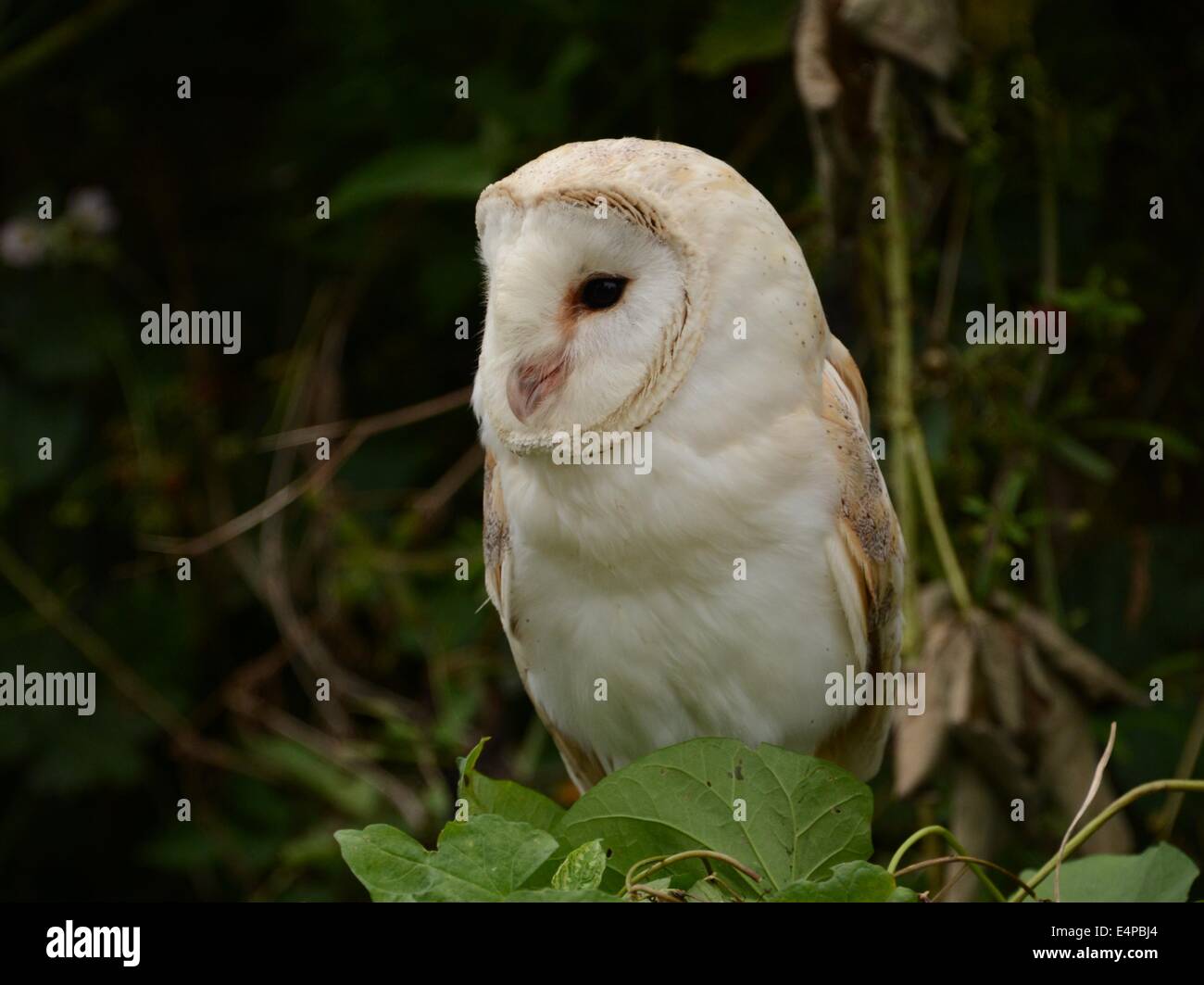 barn owl in tree Stock Photo - Alamy