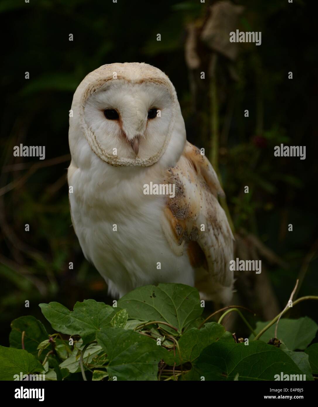 barn owl in tree Stock Photo - Alamy