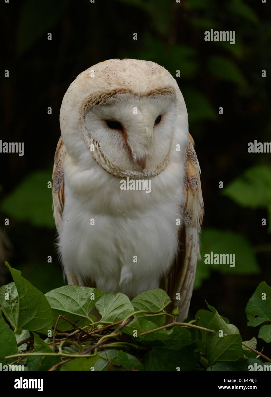 Barn owl tree hi-res stock photography and images - Alamy