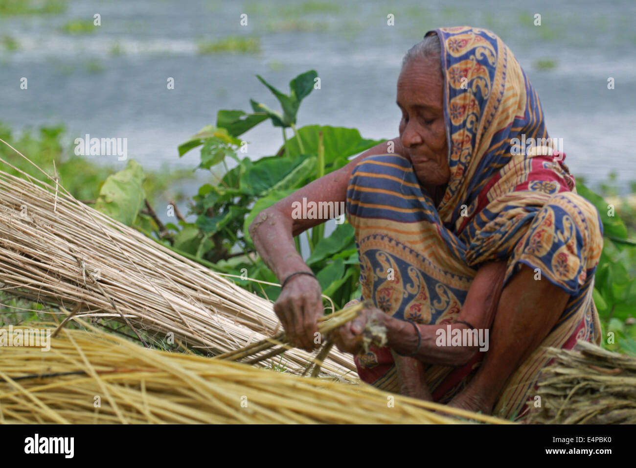 Jute Process In Bangladesh High Resolution Stock Photography and Images ...
