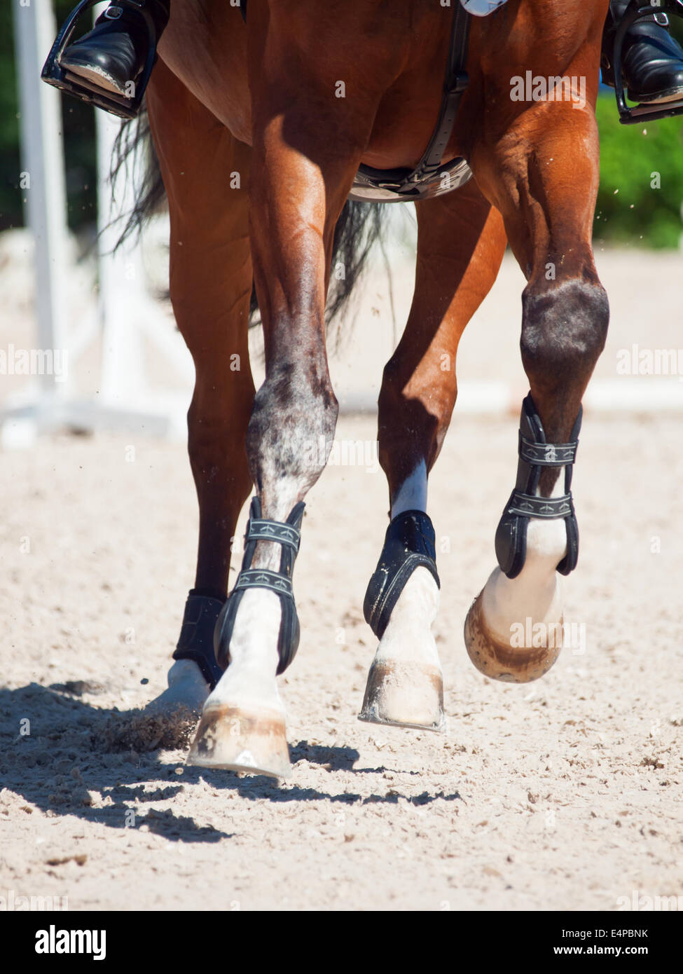 Equine leg hi-res stock photography and images - Alamy