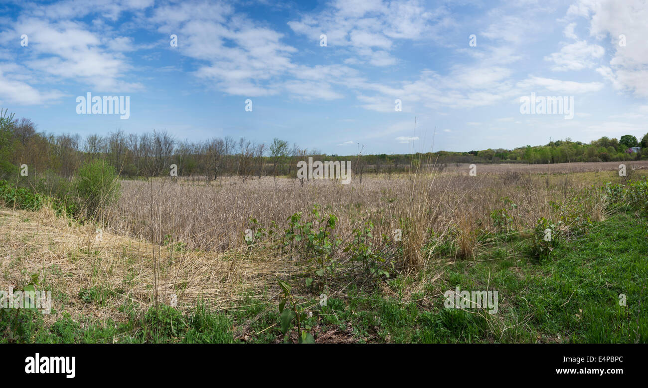 Meadow In Spring Stock Photo - Alamy