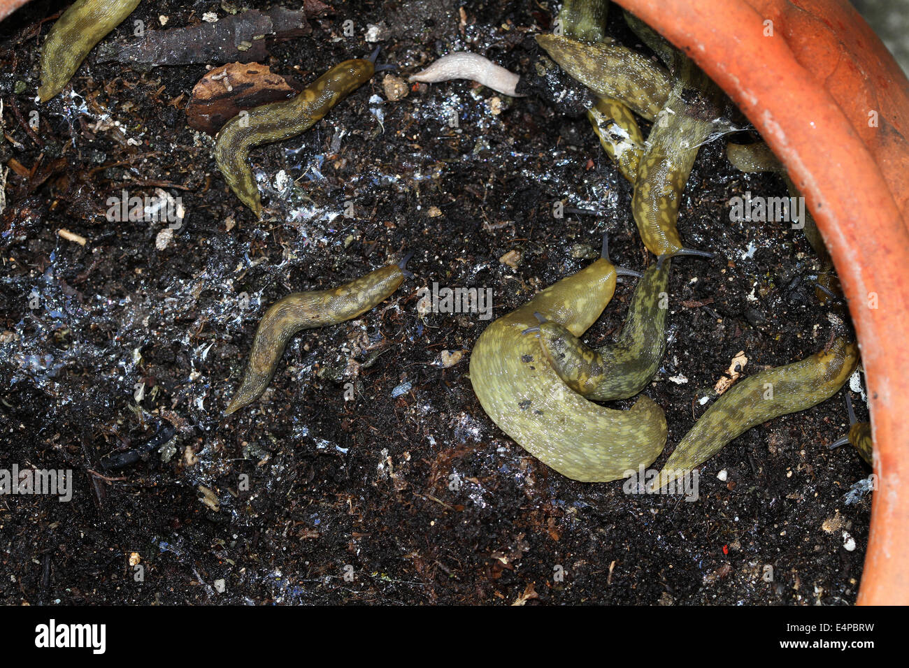 Group of common Yellow Slugs in plant pot Stock Photo - Alamy