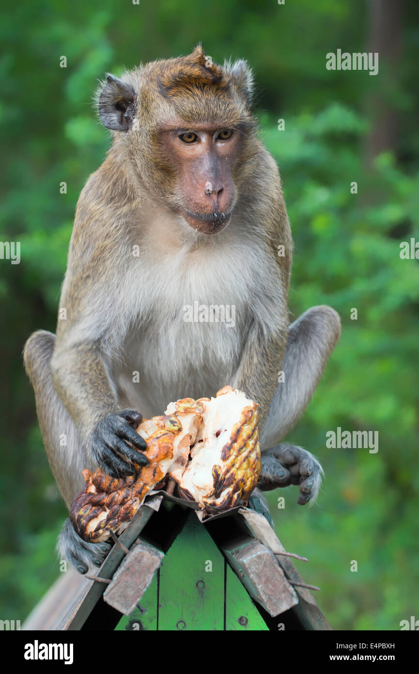 Long-tailed Macaque or Crab-eating Macaque (Macaca fascicularis) eating ...