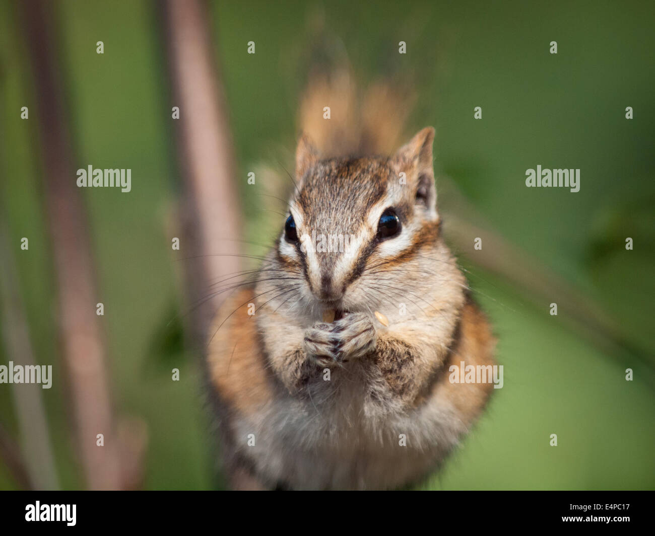 Why Do Chipmunks Have Big Cheeks