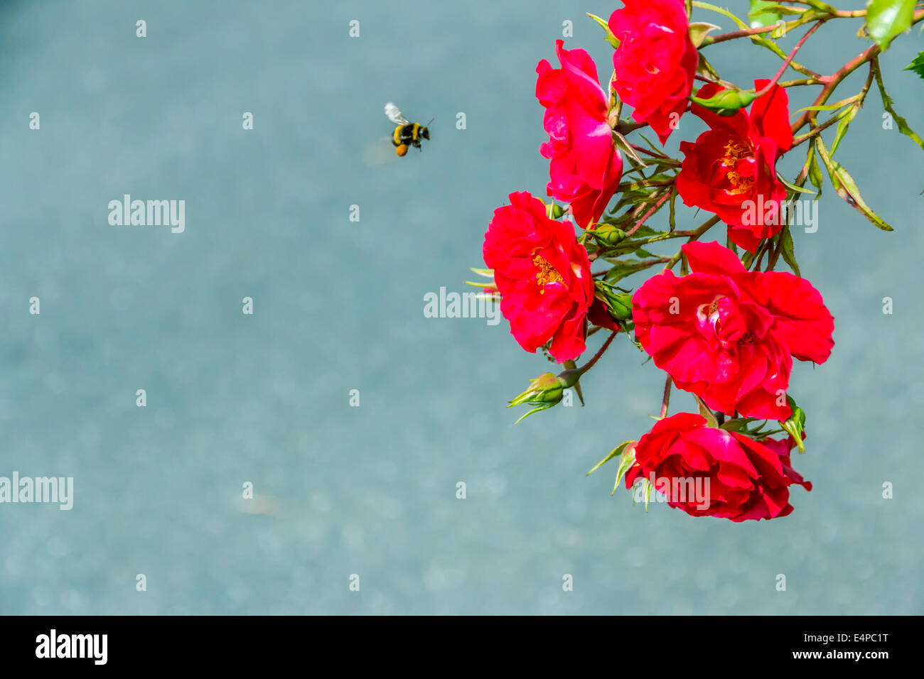 Bee way hi-res stock photography and images - Alamy