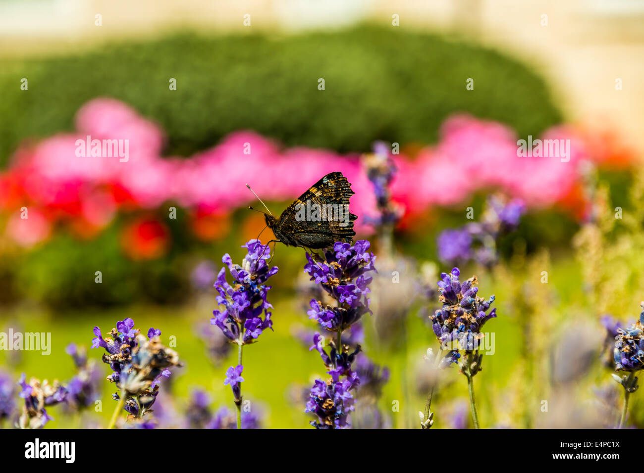 black ugly butterfly enjoying both sides of the flower in garden Stock ...