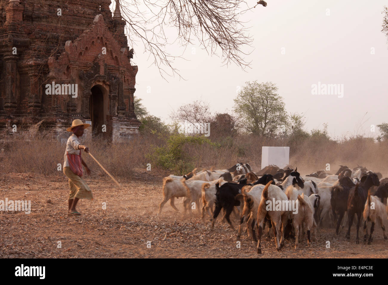 A farmer herds his goats along a dusty road past a Buddhist pagoda in ...
